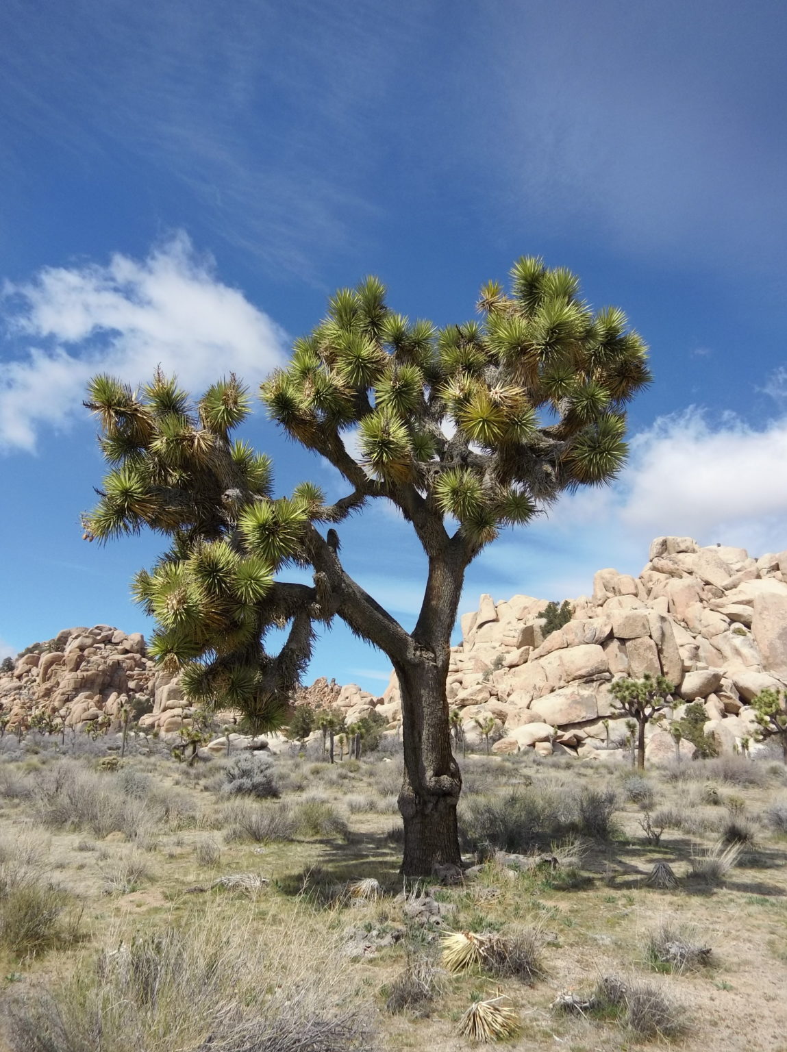Exploring Joshua Tree and the Wild West - Mariel's Travels